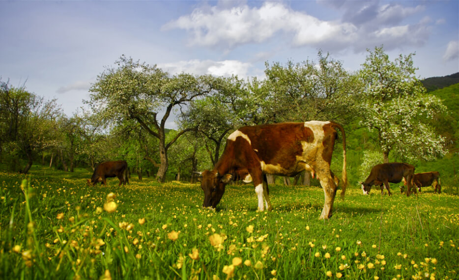 Fruit and vegetable wholesalers | Fresco Products