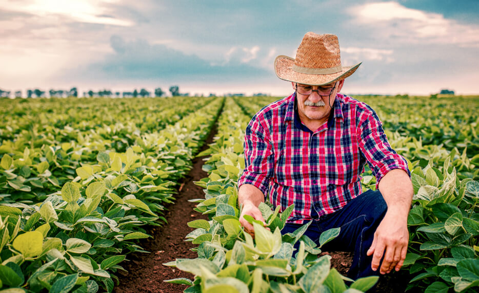 Fruit and vegetable wholesalers | Fresco Products