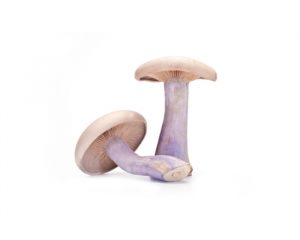 Buy Mushroom Blue Foot - Fresco