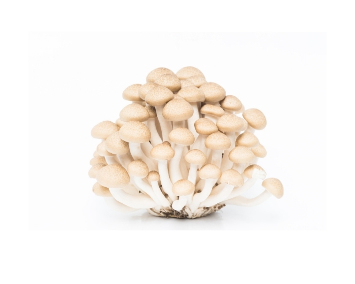 Buy Mushroom Hon Shimeji White - Fresco