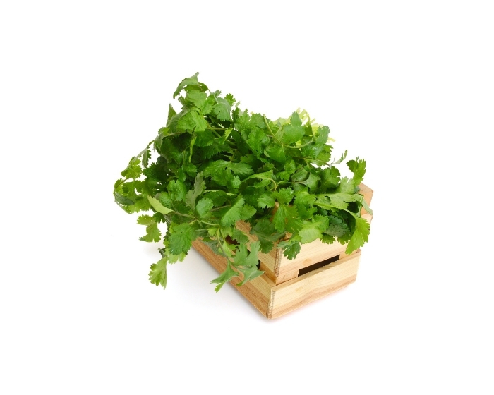 Buy Cilantro Crate - Fresco