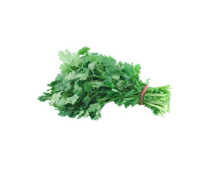 Buy Cilantro Macho - Fresco