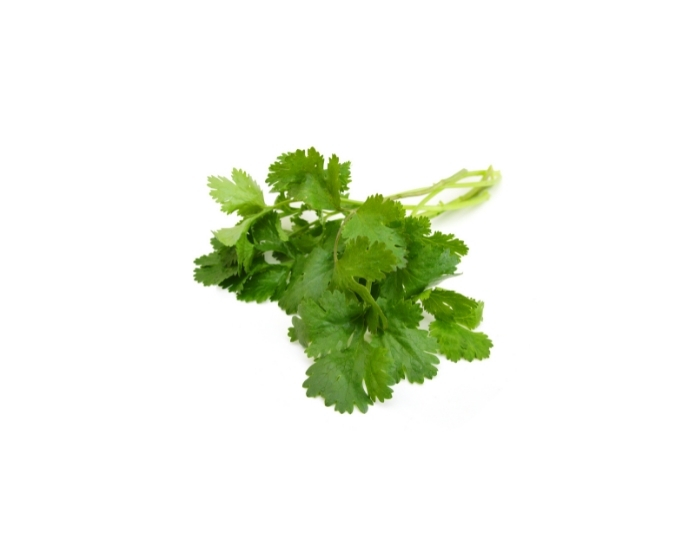 Buy Micro Cilantro - Fresco