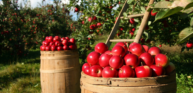 Buy Apples Fuji 80/90ct - Fresco
