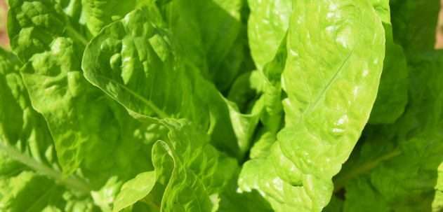 Buy Baby Gem Lettuce - Fresco