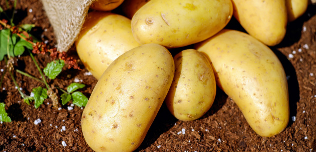 Buy Potato #1 (GPOD) 60ct - Fresco