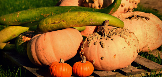 Buy Squash Gold Bar - Fresco